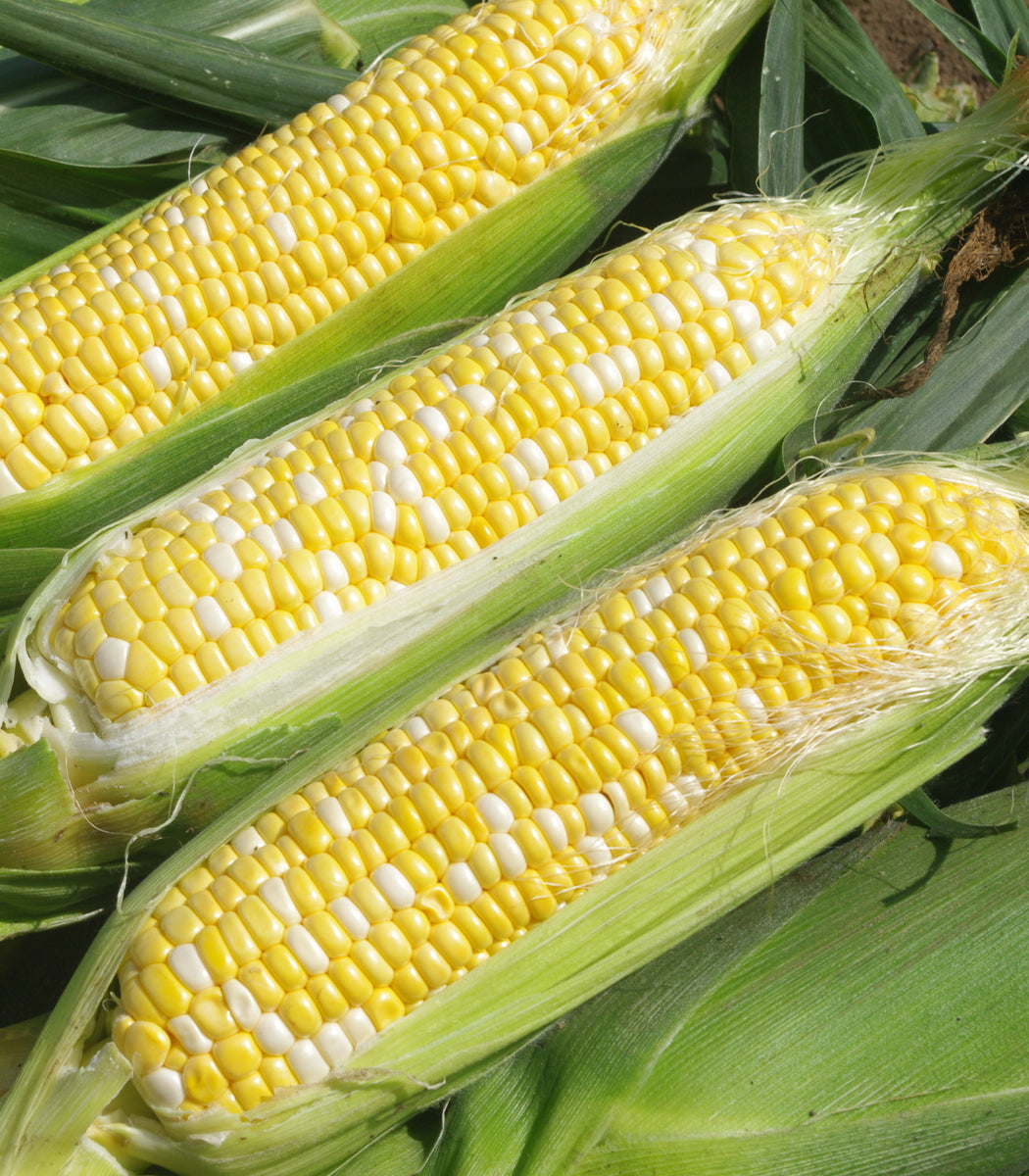 Sweet Corn Peaches and Cream 100 Seeds (Zea mays) Non GMO Untreated Se – Earthcare Seeds