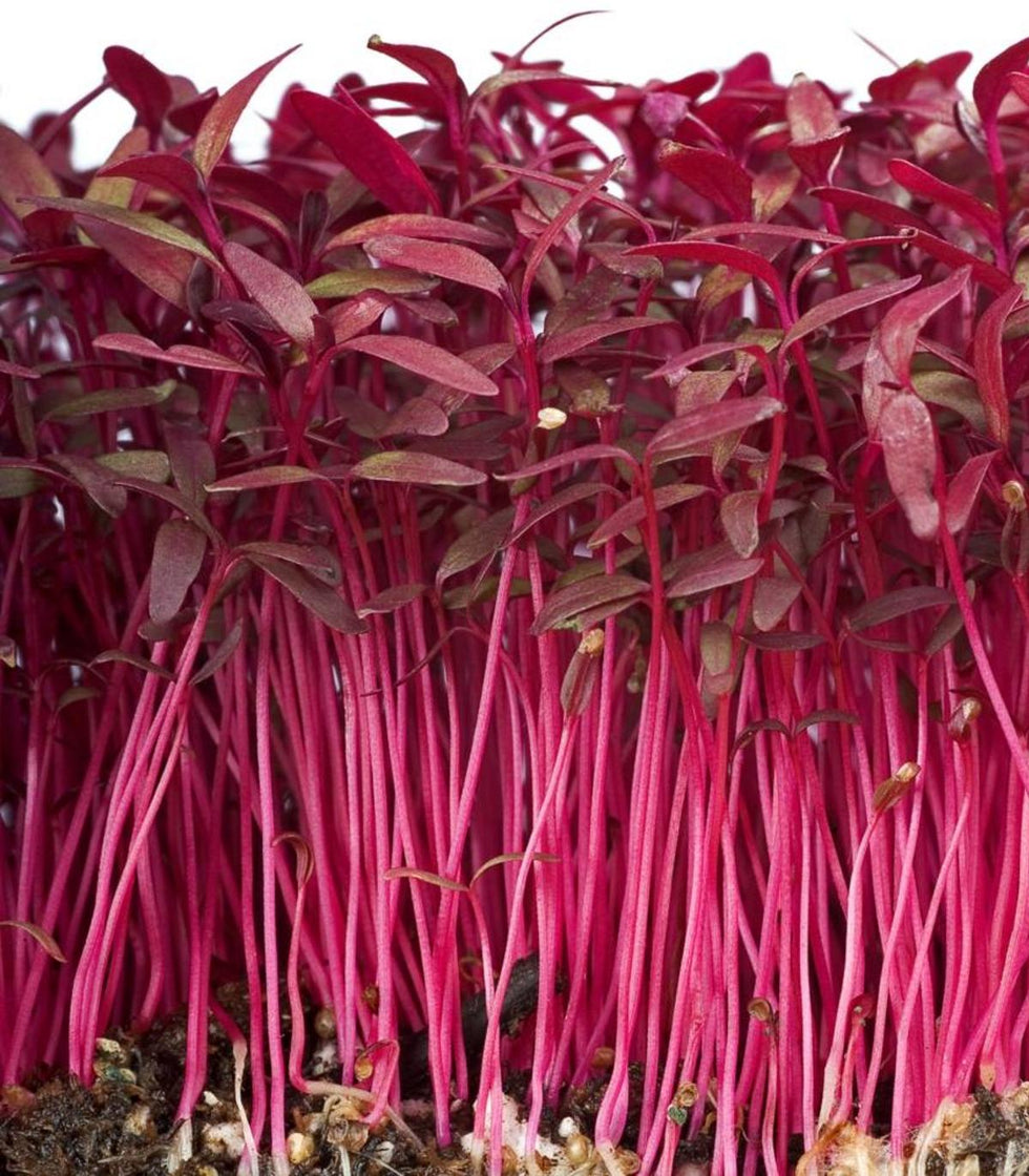 Amaranth Red Garnet 6000 Seeds (Amaranthus cruentus) – Earthcare Seeds