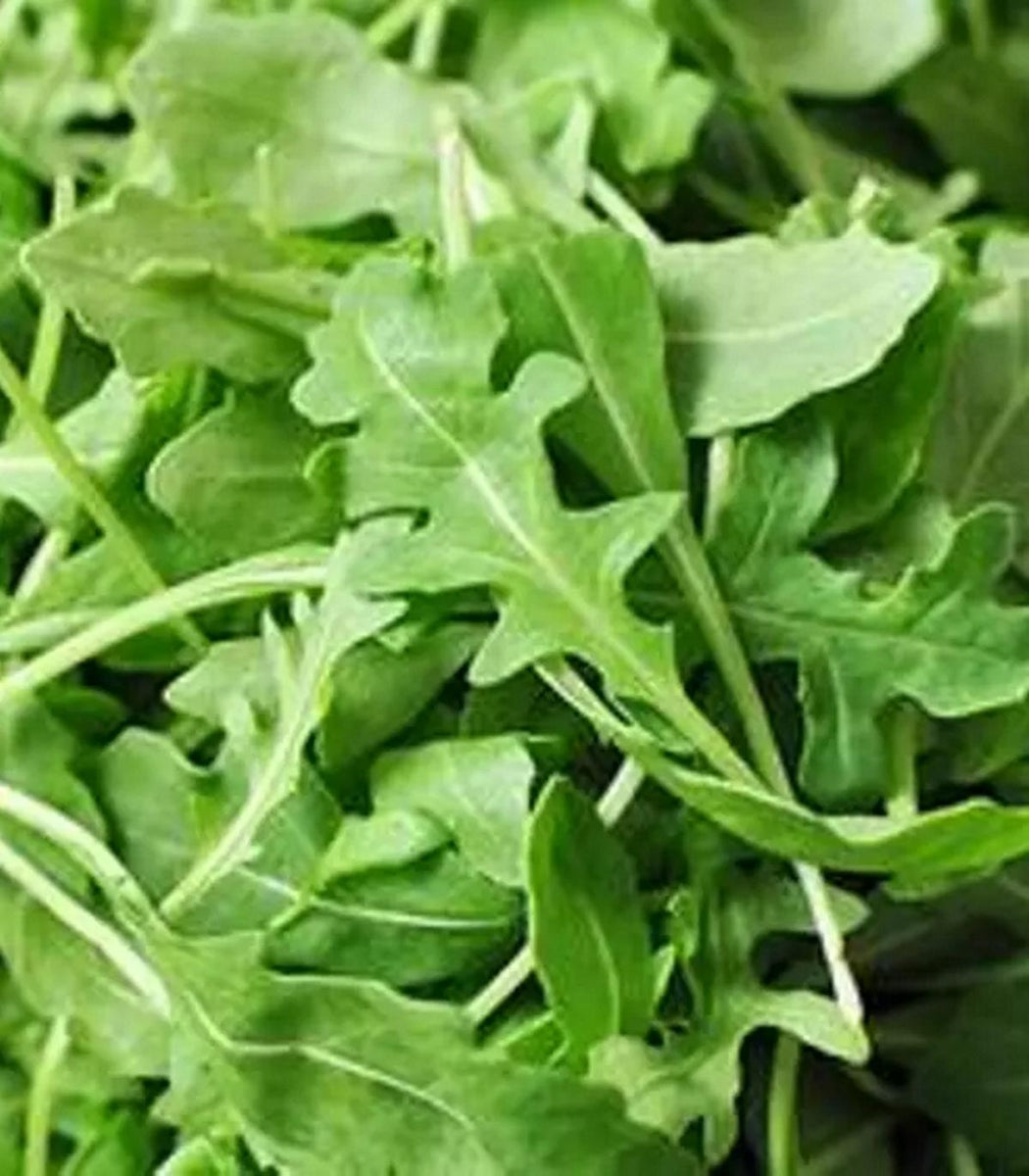 Arugula Slow Bolt 1000 Seeds (Eruca sativa) Heirloom Non GMO Open Poll ...