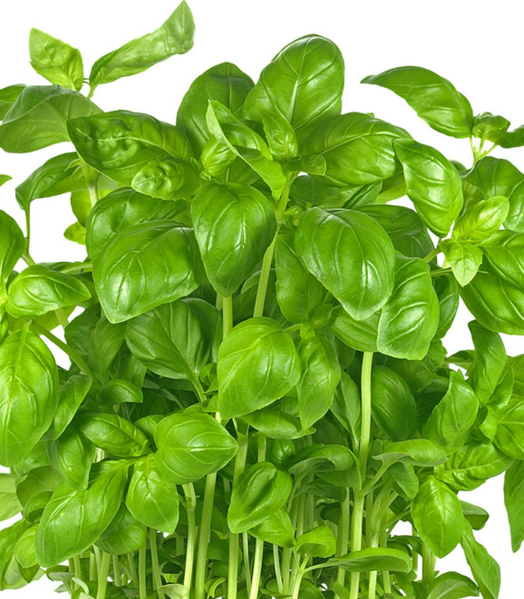 Basil Large Leaf Italian 600 Seeds (Ocimum basilicum) Heirloom - open ...