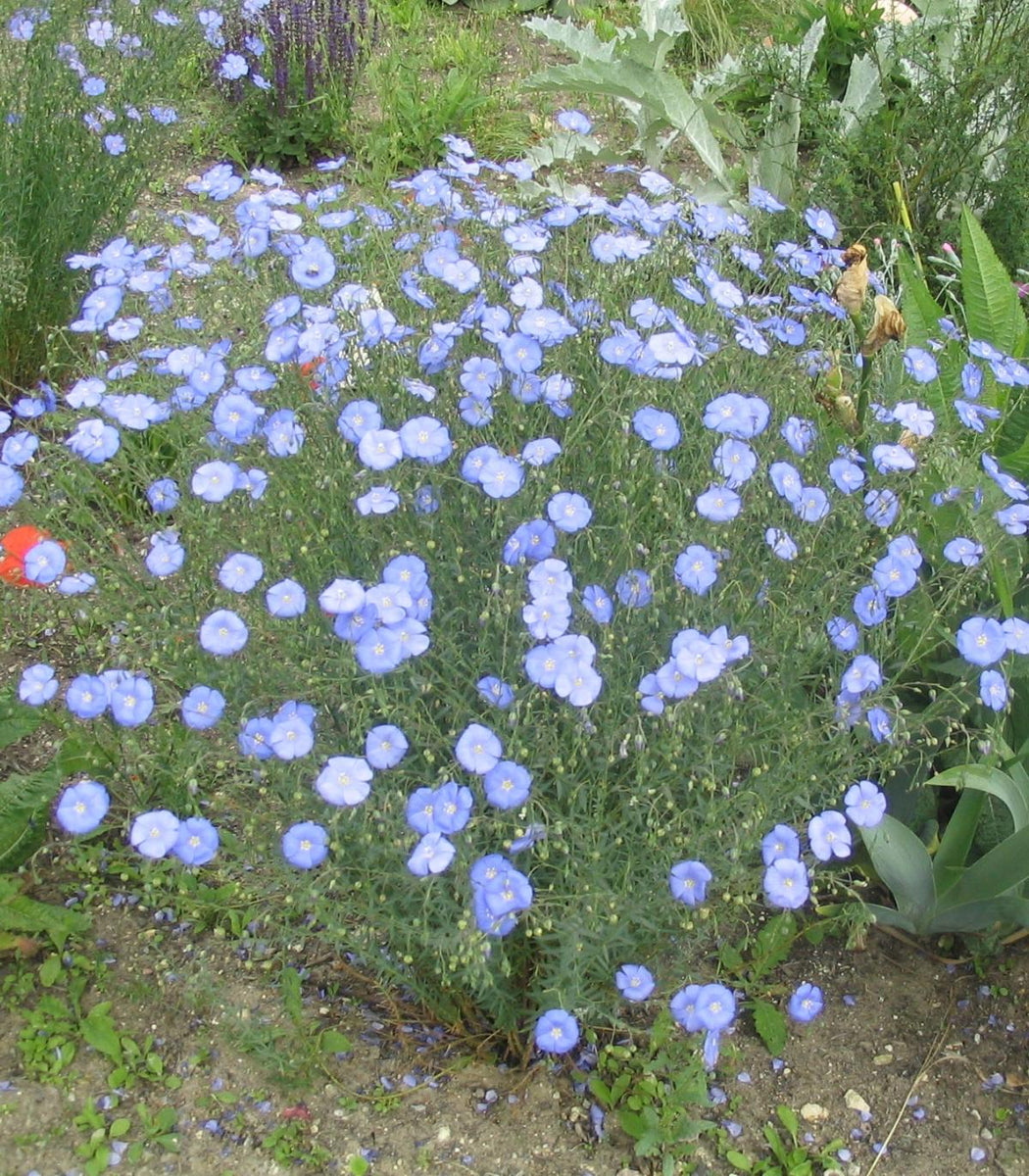 Blue Flax Lewisii 1500 Seeds (Linum lewisii) Heirloom Open Pollinated ...