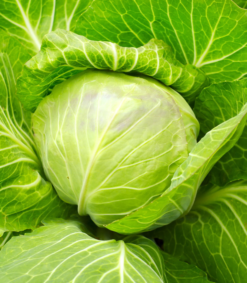 Cabbage Golden Acre 500 Seeds (Brassica oleracea) Heirloom Open Pollin ...