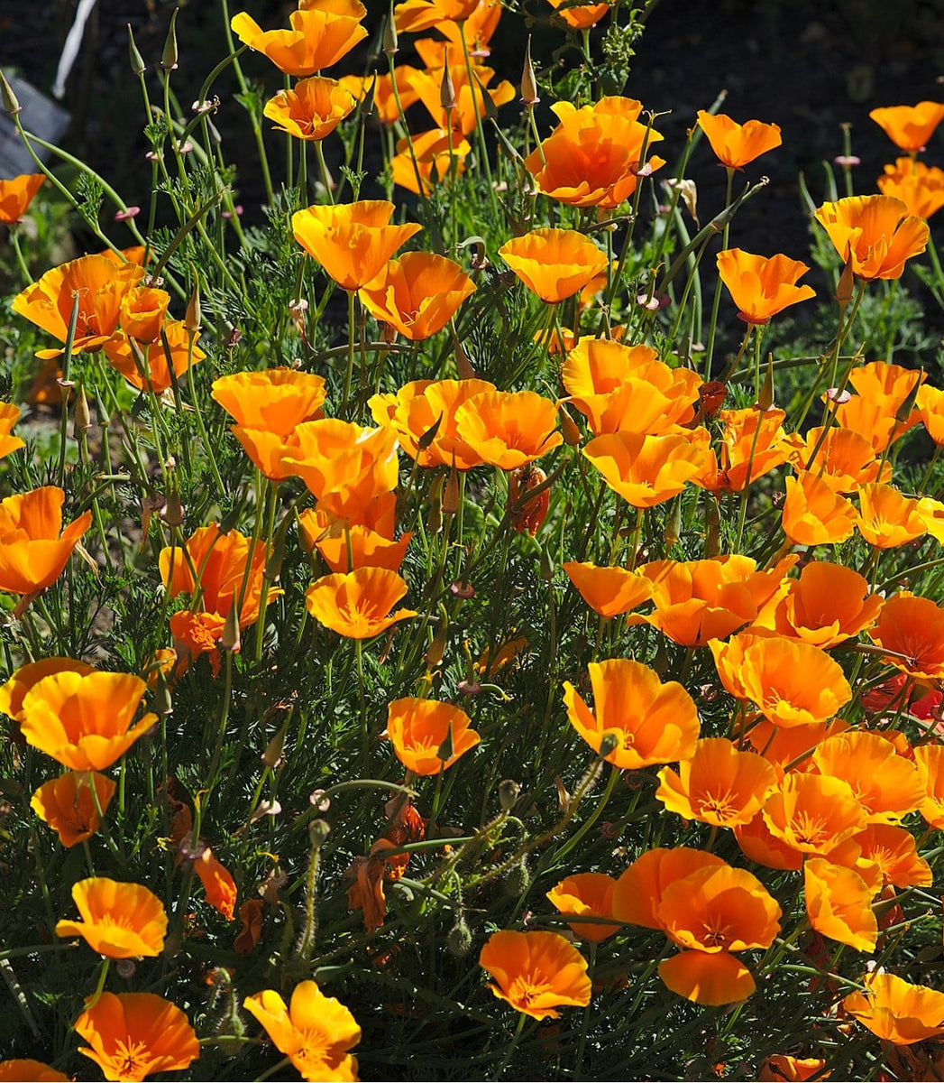 California Poppy 700 Seeds (Eschscholzia californica) Heirloom - Native ...