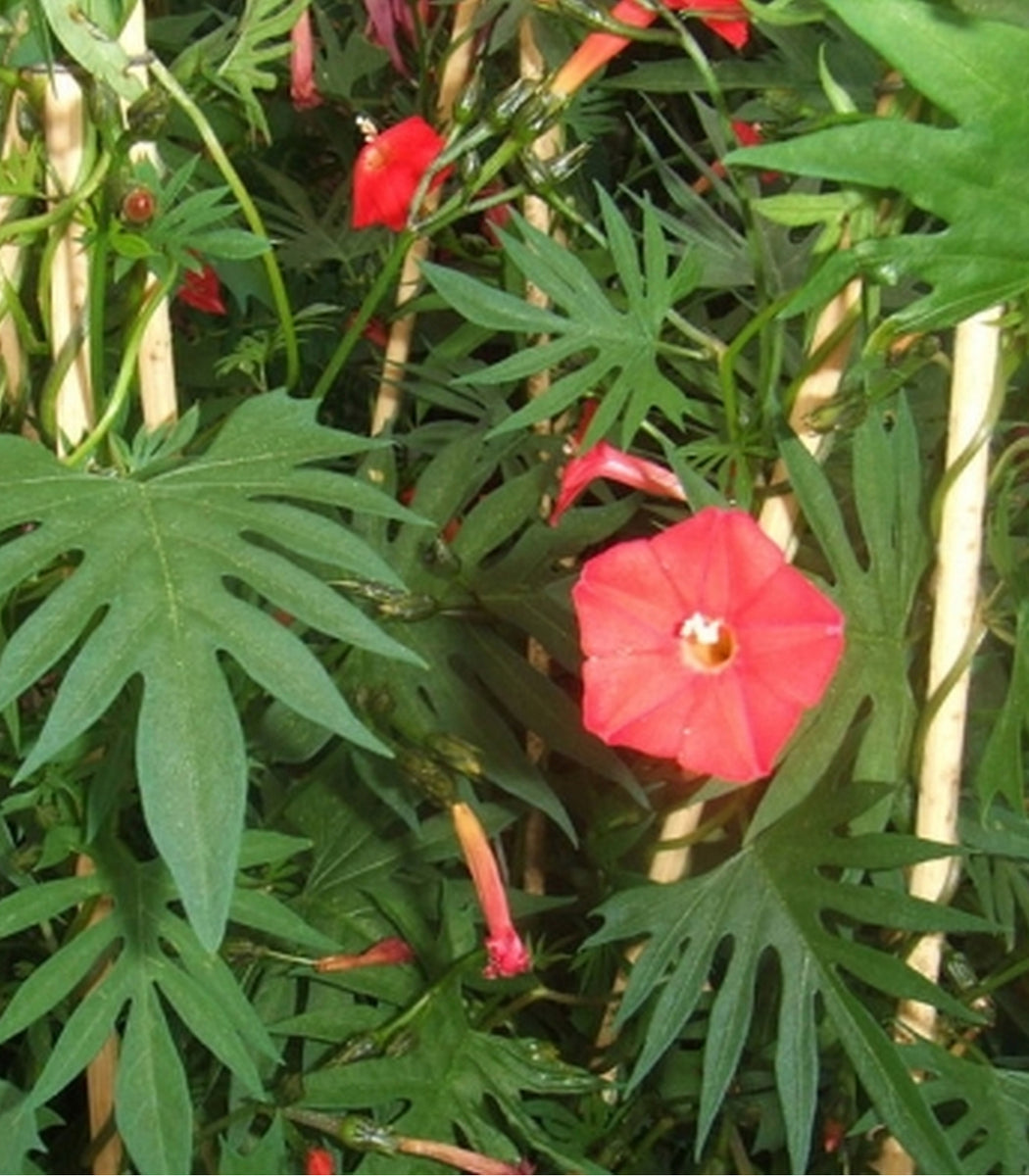 Cardinal Climber 35 Seeds (Ipomea quamoclit X Sloteri) Climbing Hybrid ...