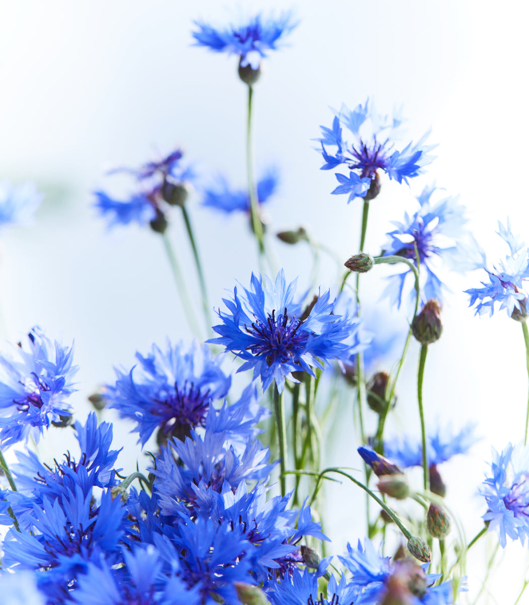 Cornflower Tall Blue 1000 Seeds (Centaurea Cyanus) Heirloom Open polli ...