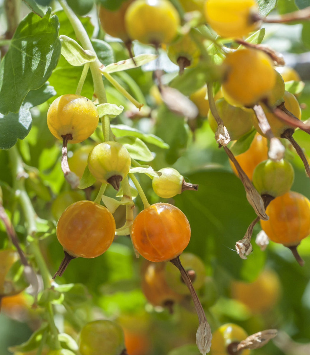 Golden Currant 50 Seeds (Ribes aureum) Heirloom Open pollinated ...