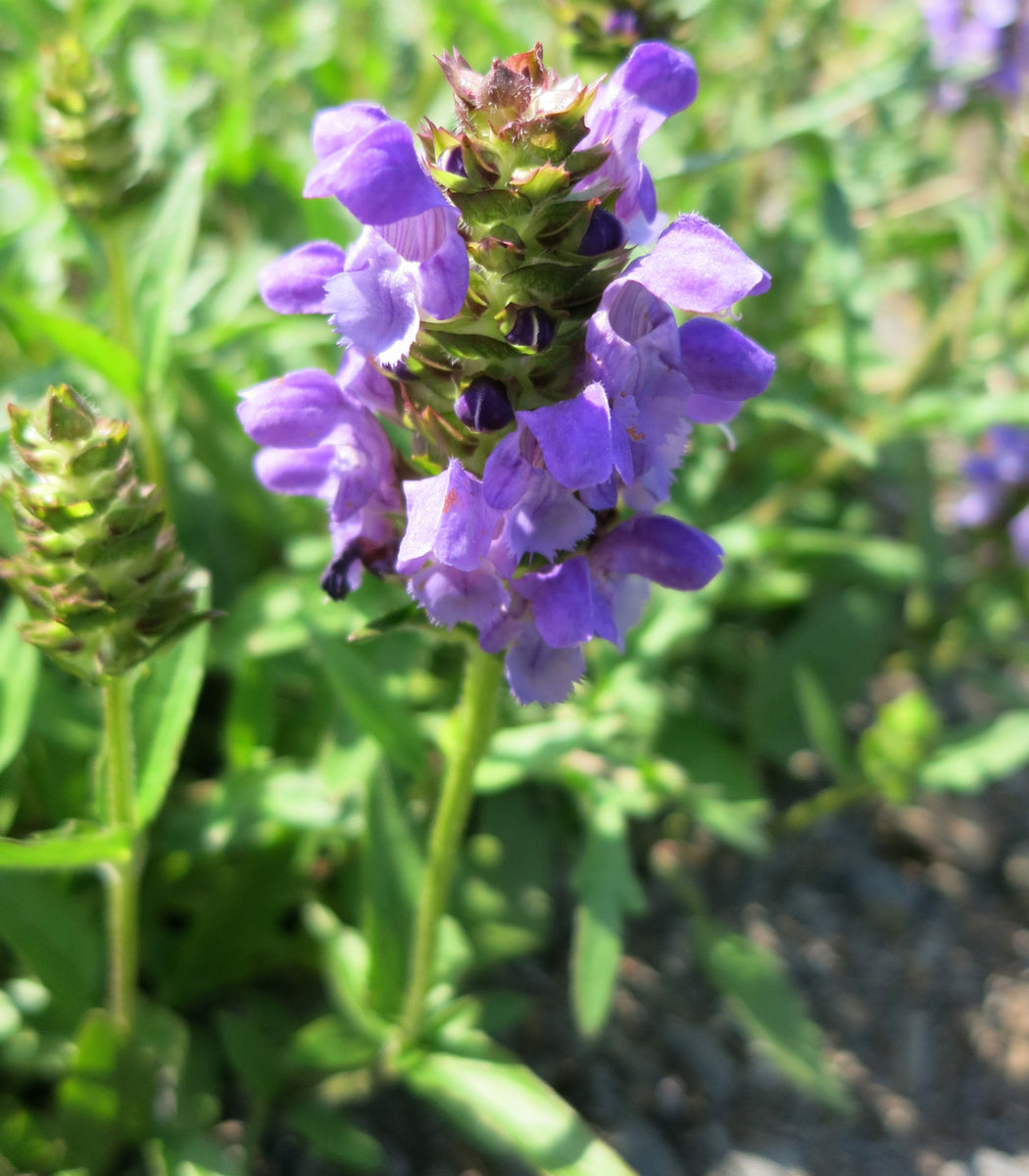 Self Heal (Prunella vulgaris) 700 Seeds - Heal All - Heirloom Open ...