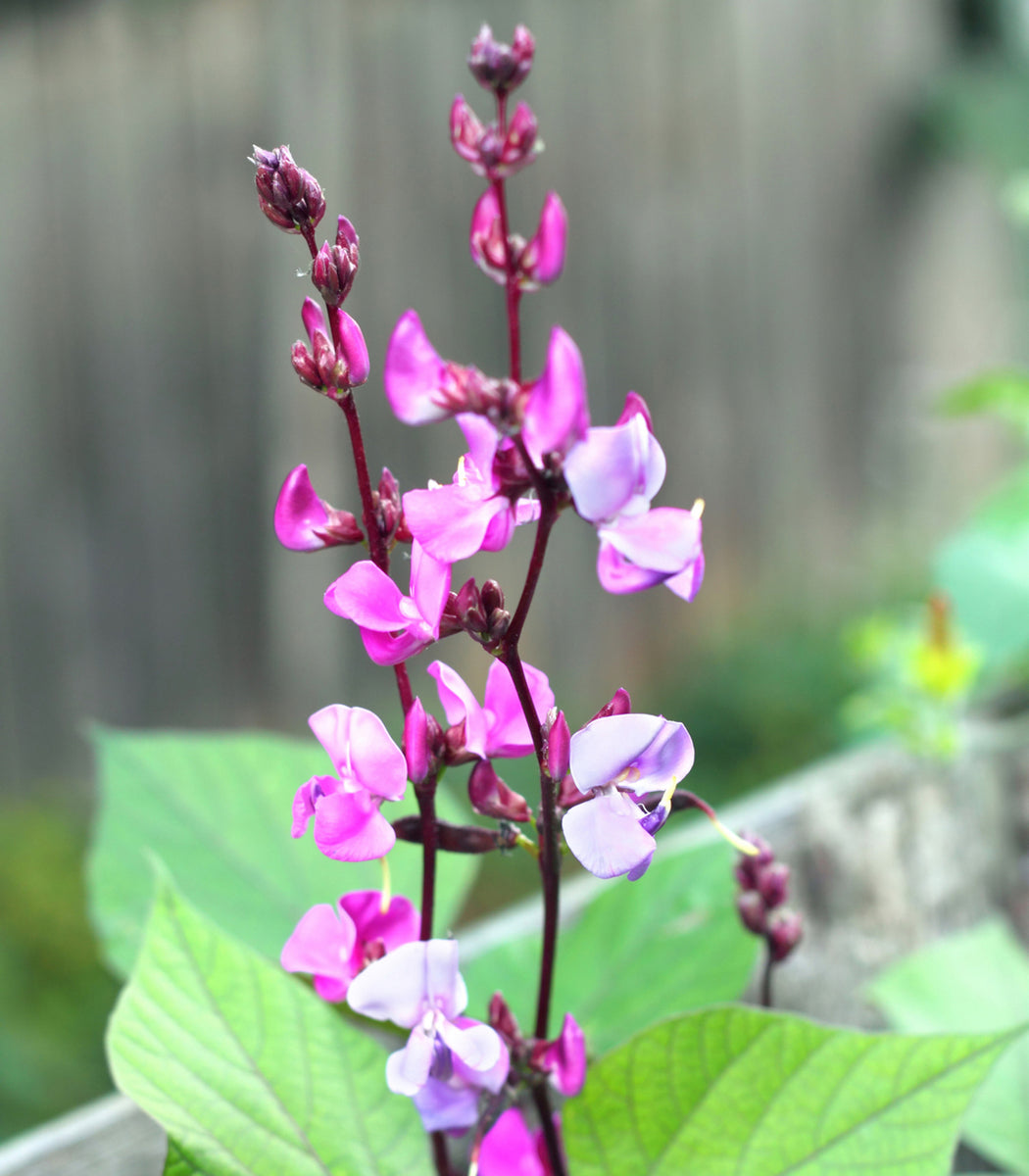 Hyacinth Bean 15 Seeds (Dolichos lablab purpureus) Heirloom Open polli ...