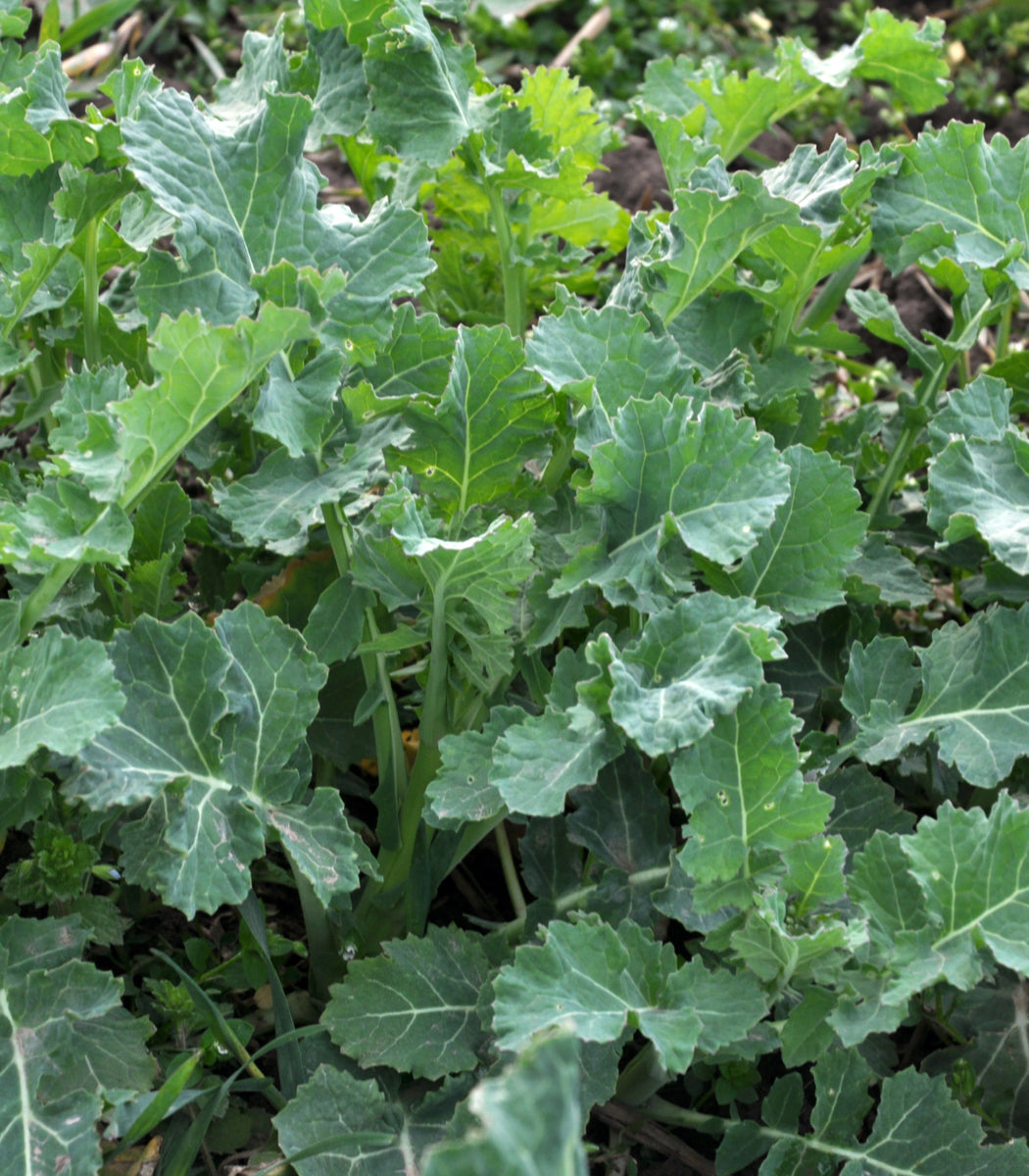 Kale Siberian 500 Seeds (Brassica napus pabularia) Heirloom Open polli ...