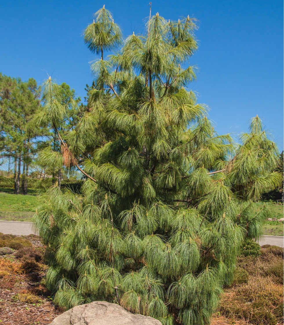 Mexican Weeping Pine Tree 60 Seeds (Pinus patula) Heirloom Open pollin ...
