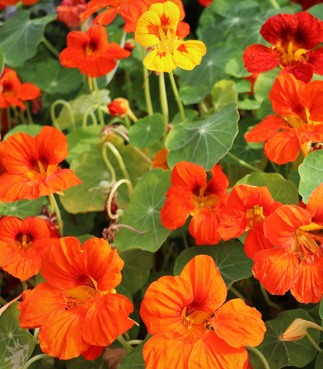 Nasturtium Jewel Mix 60 Seeds (Tropaeolum majus) Heirloom Open pollina ...