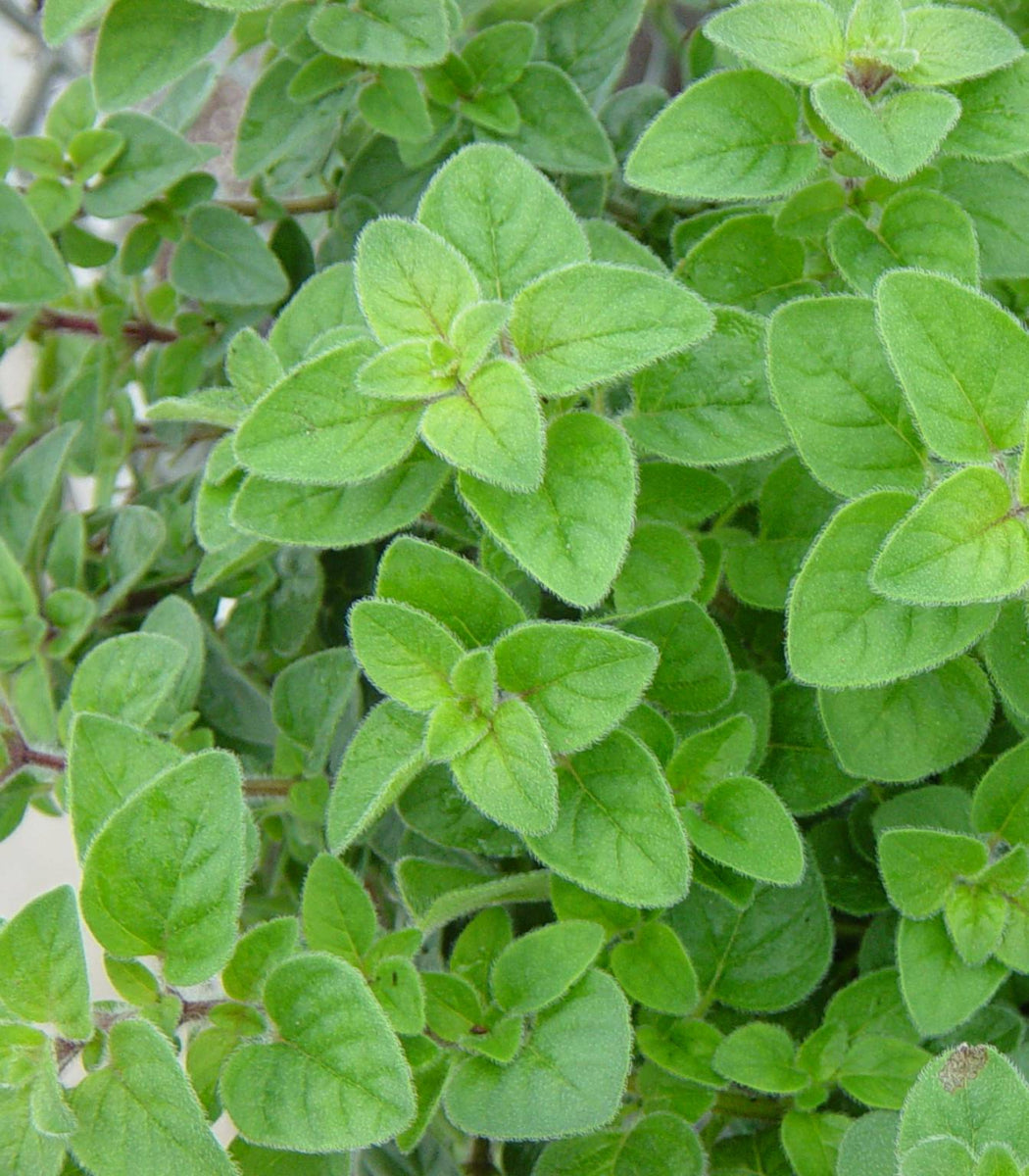 Oregano Greek -The Pizza Oregano! 500 Seeds (Origanum vulgare hirtum ...