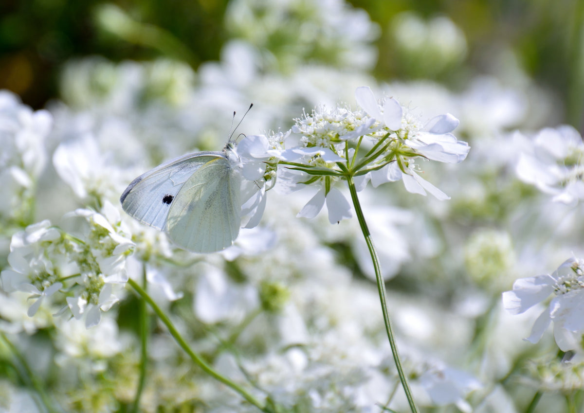 Orlaya White Lace Flower 45 Seeds (Orlaya grandiflora) – Earthcare Seeds