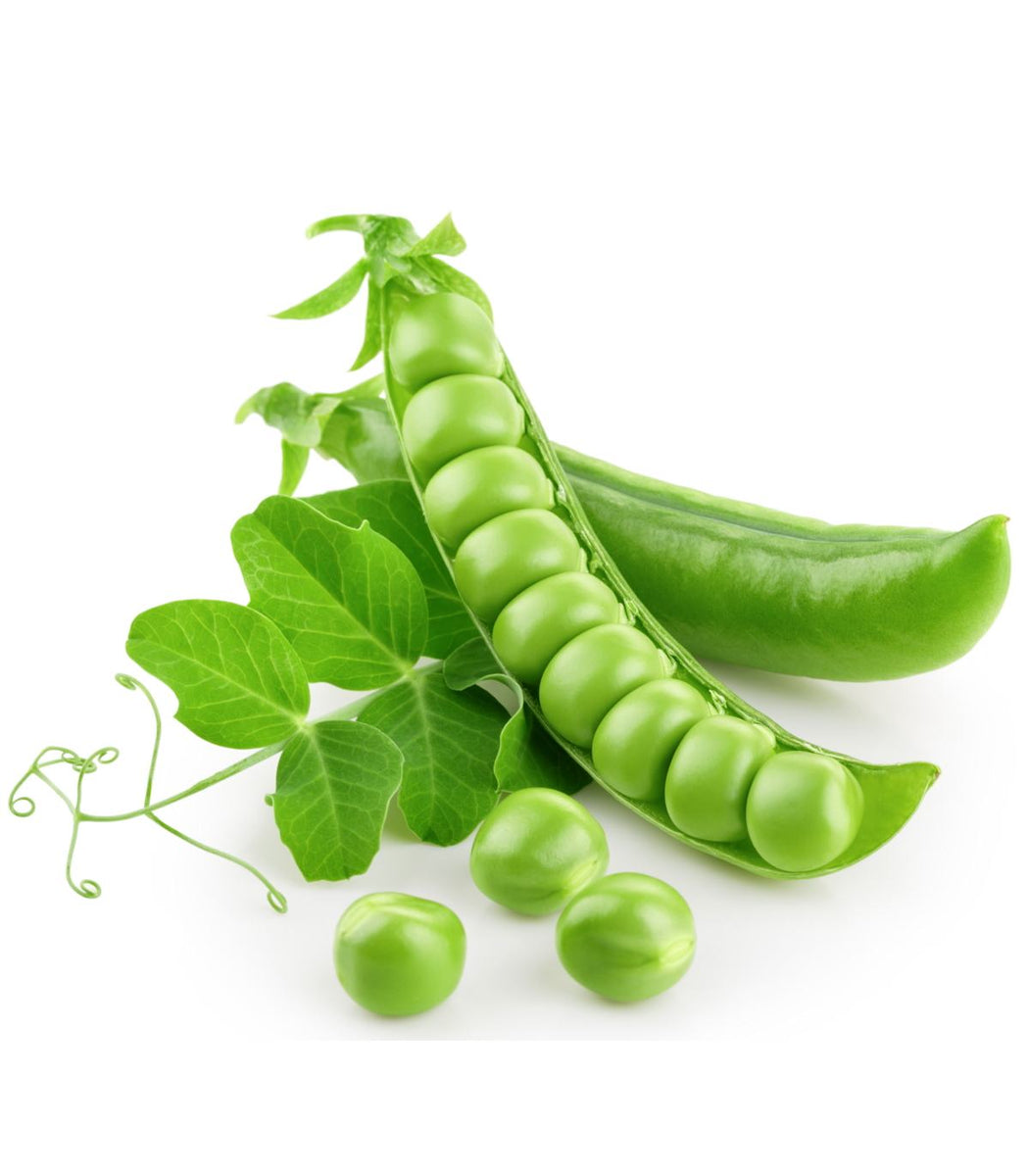 Pea Alaska Early Spring Bush 100 Seeds (Pisum sativum) Heirloom Open ...