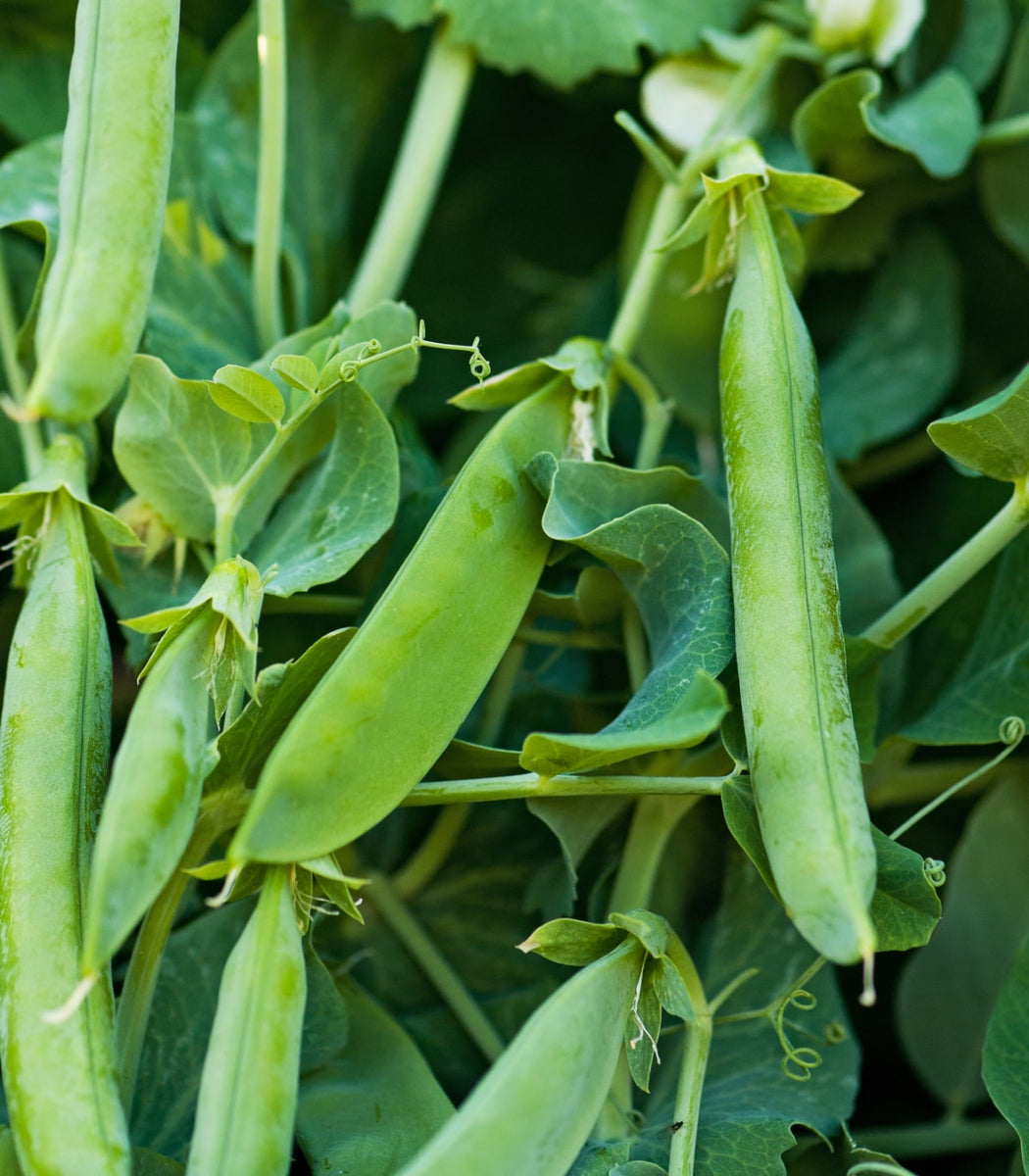 Pea Alaska Early Spring Bush 100 Seeds (Pisum sativum) Heirloom Open ...