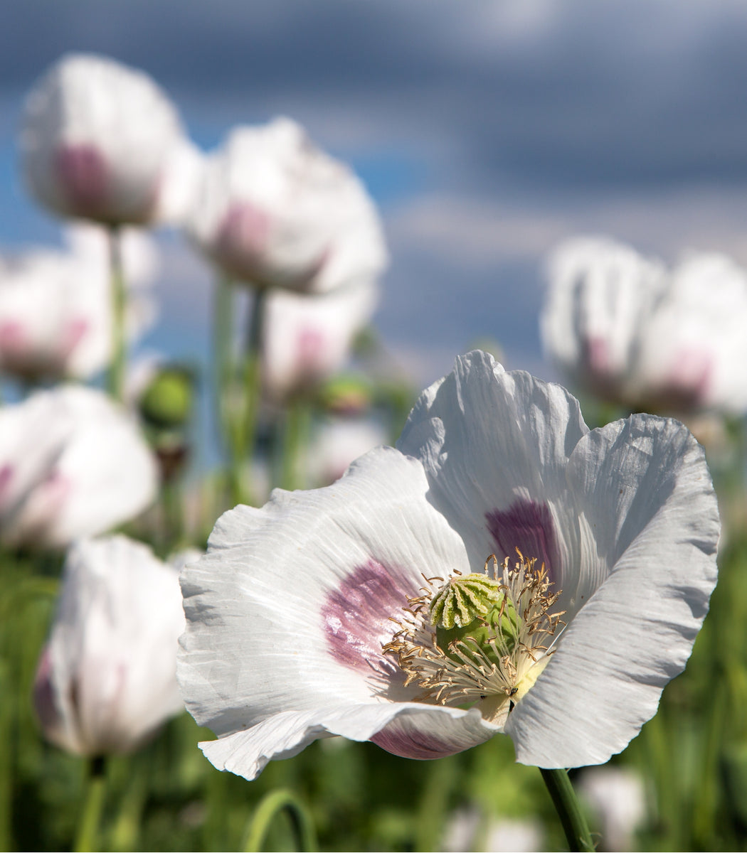 Poppy Giant Poppy Giganteum 500 Seeds (Papaver somniferum) Heirloom ...