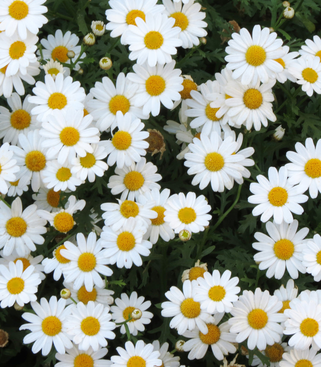 Pyrethrum Daisy 50 Seeds (Tanacetum cinerariifolium) – Earthcare Seeds
