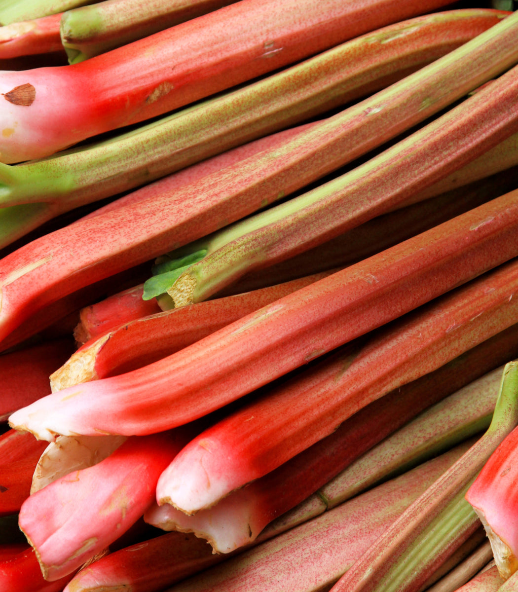 Rhubarb Victoria 50 Seeds (Rheum rhabarbarum) Heirloom Open pollinate ...