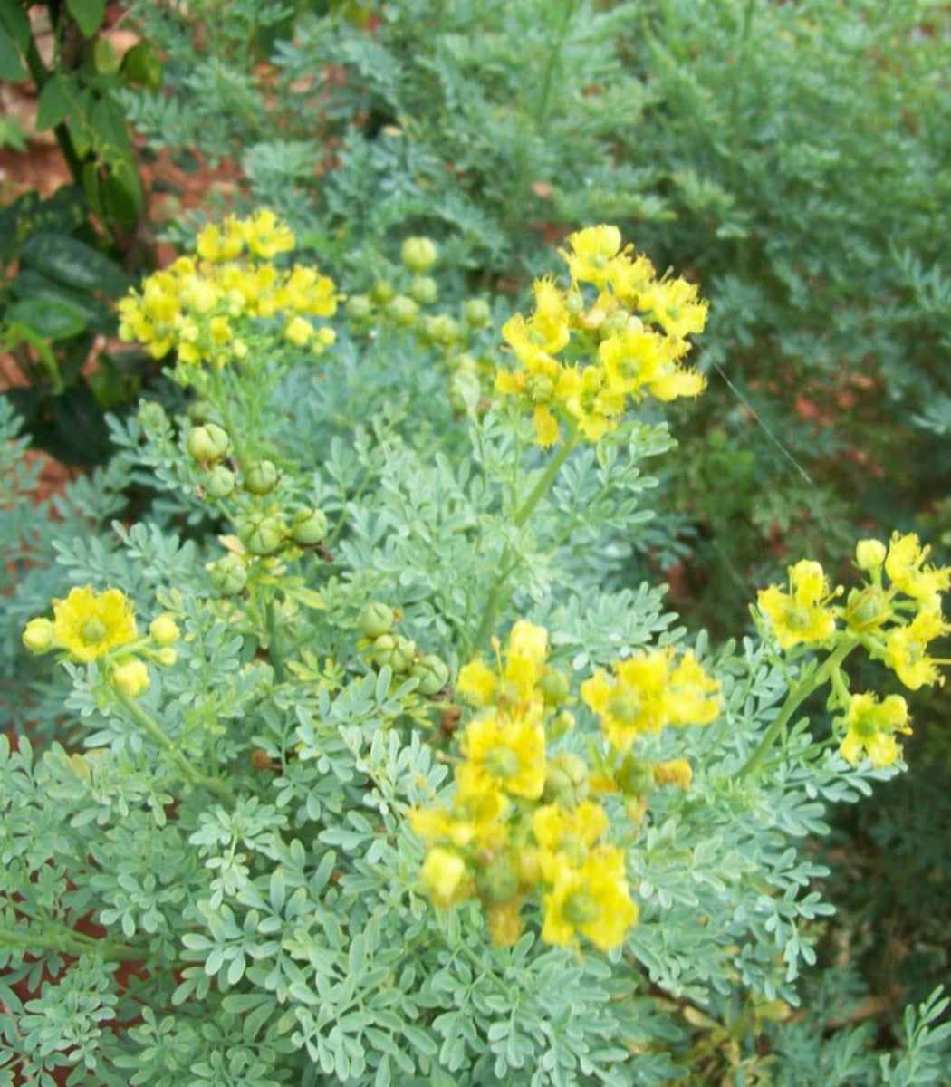 Rue Herb of Grace 150 Seeds (Ruta graveolens) Heirloom Open pollinated ...