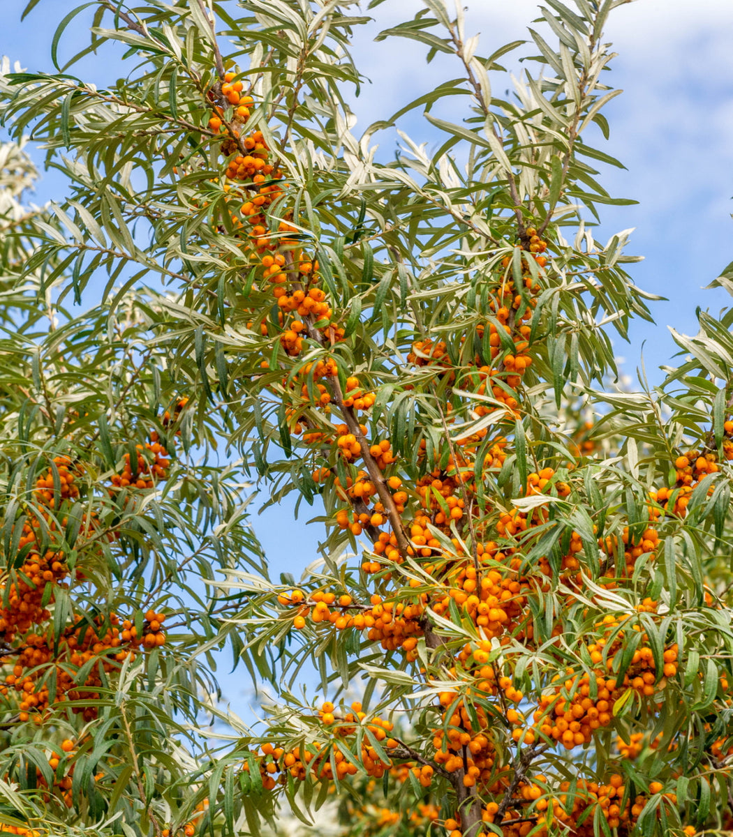 Sea Buckthorn 100 Seeds (Hippophae rhamnoides) Heirloom Open pollinate ...