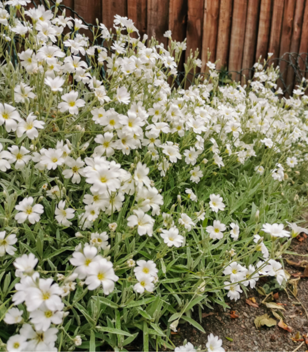 Snow in Summer 1500 Seeds (Cerastium tomentosum) Heirloom - Open Polli ...