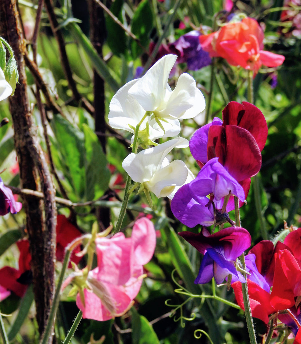 Sweet Pea Royal Family Mix 100 Seeds (Lathyrus odoratus) Heirloom Open ...