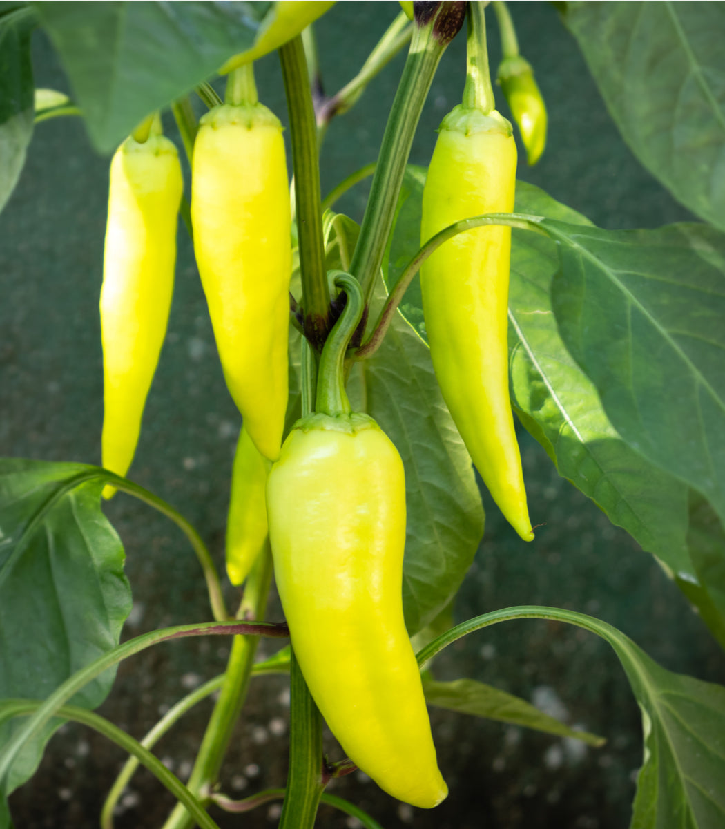 Sweet Banana Pepper 100 Seeds (Capsicum annuum) Heirloom Open Pollinat ...