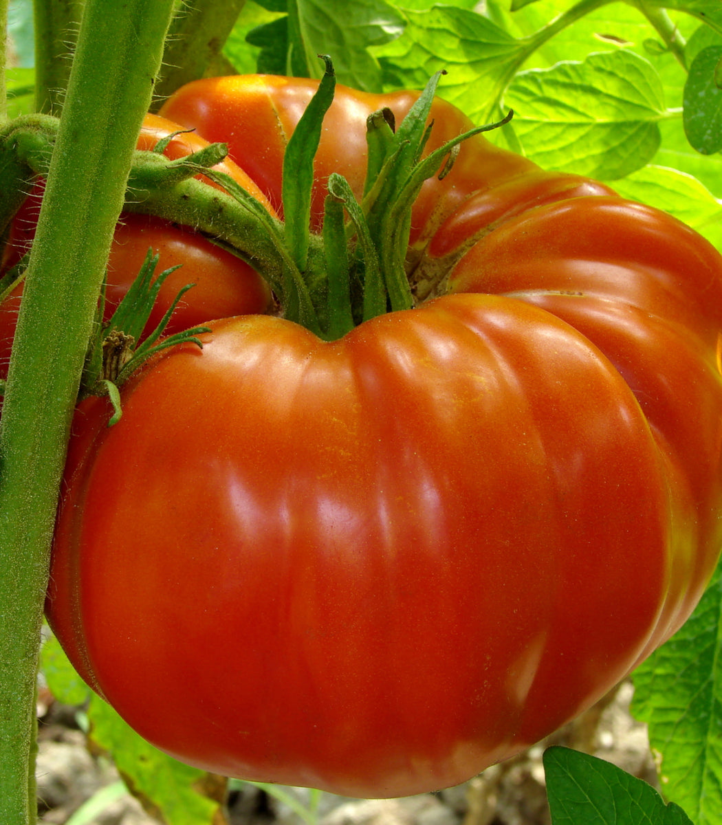 Tomato Big Beef 25 Seeds (Solanum lycopersicum) Heirloom Open ...