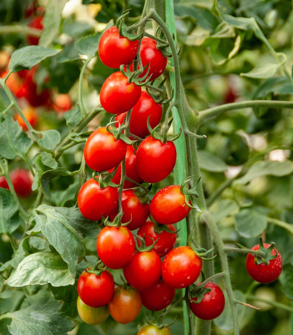 Tomato Red Cherry 150 Seeds (Solanum lycopersicum) Heirloom Open Poll – Earthcare Seeds
