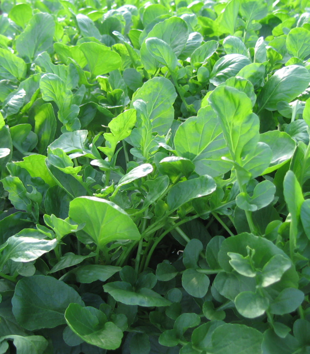 Upland Cress 1000 Seeds (Barbarea verna) Heirloom Open pollinated ...
