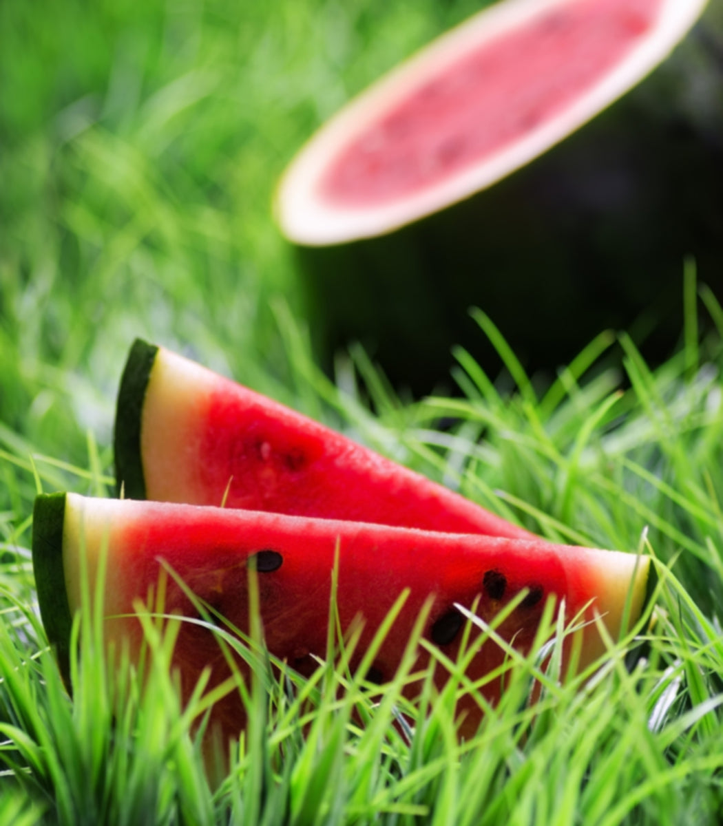 Watermelon Sugar Baby 100 Seeds (Citrullus lanatus) Heirloom Open poll ...