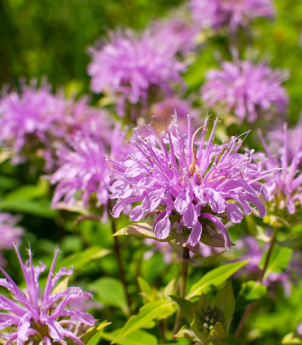 Wild Bergamot 1,000 seeds (Monarda fistulosa) Bee Balm – Earthcare Seeds