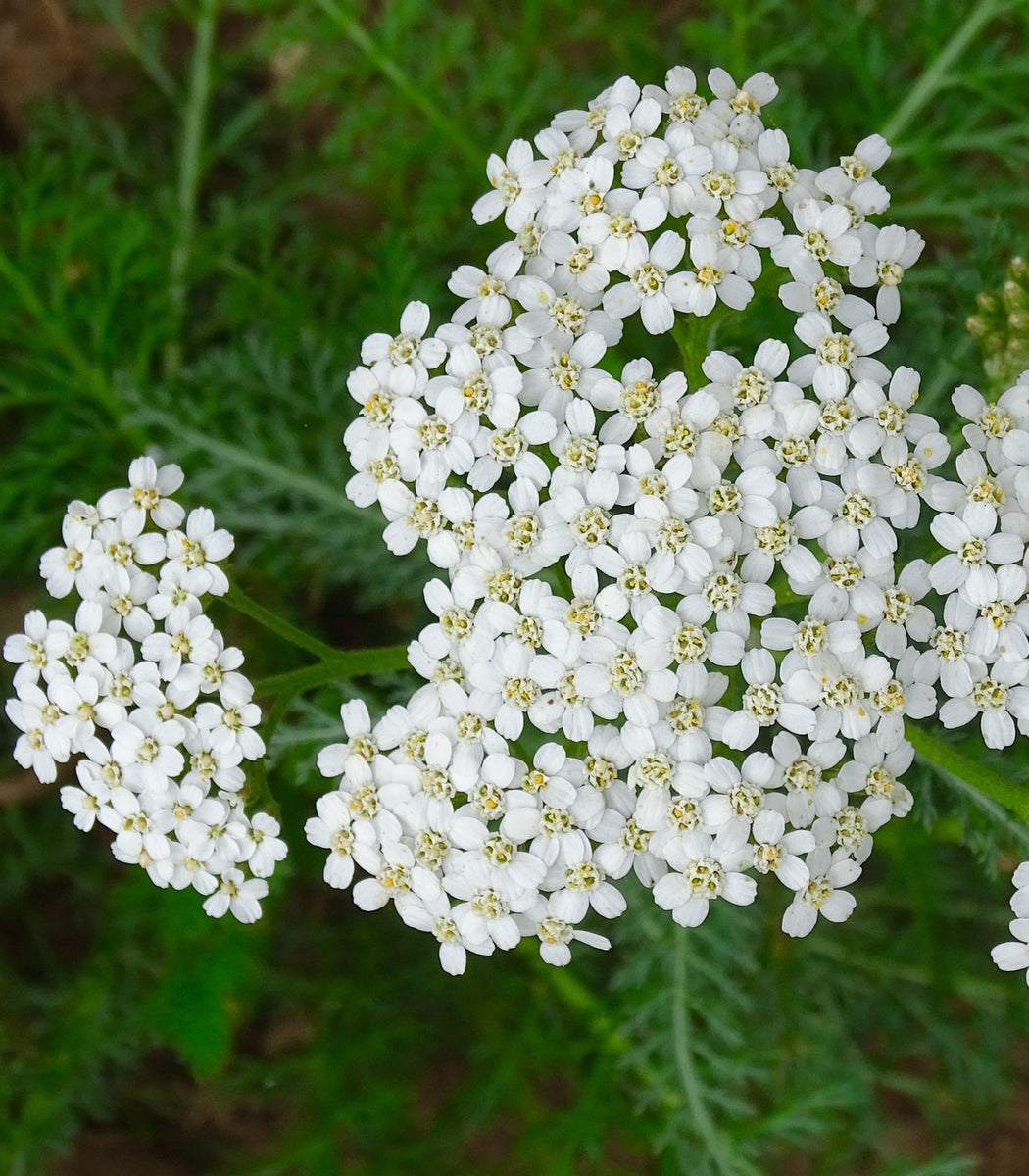 Yarrow White 10,000 Seeds (Achillea millefolium) Native Heirloom - Ope ...