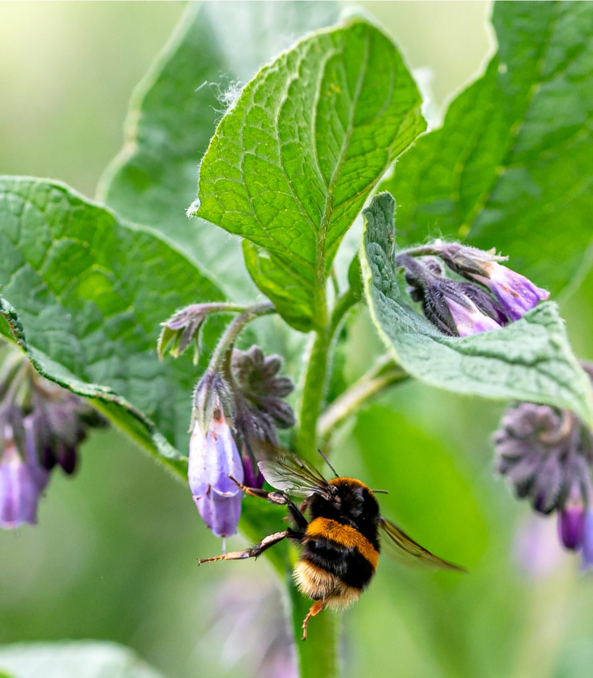 Comfrey 50 Seeds (Symphytum officinale) Heirloom Open Pollinated ...