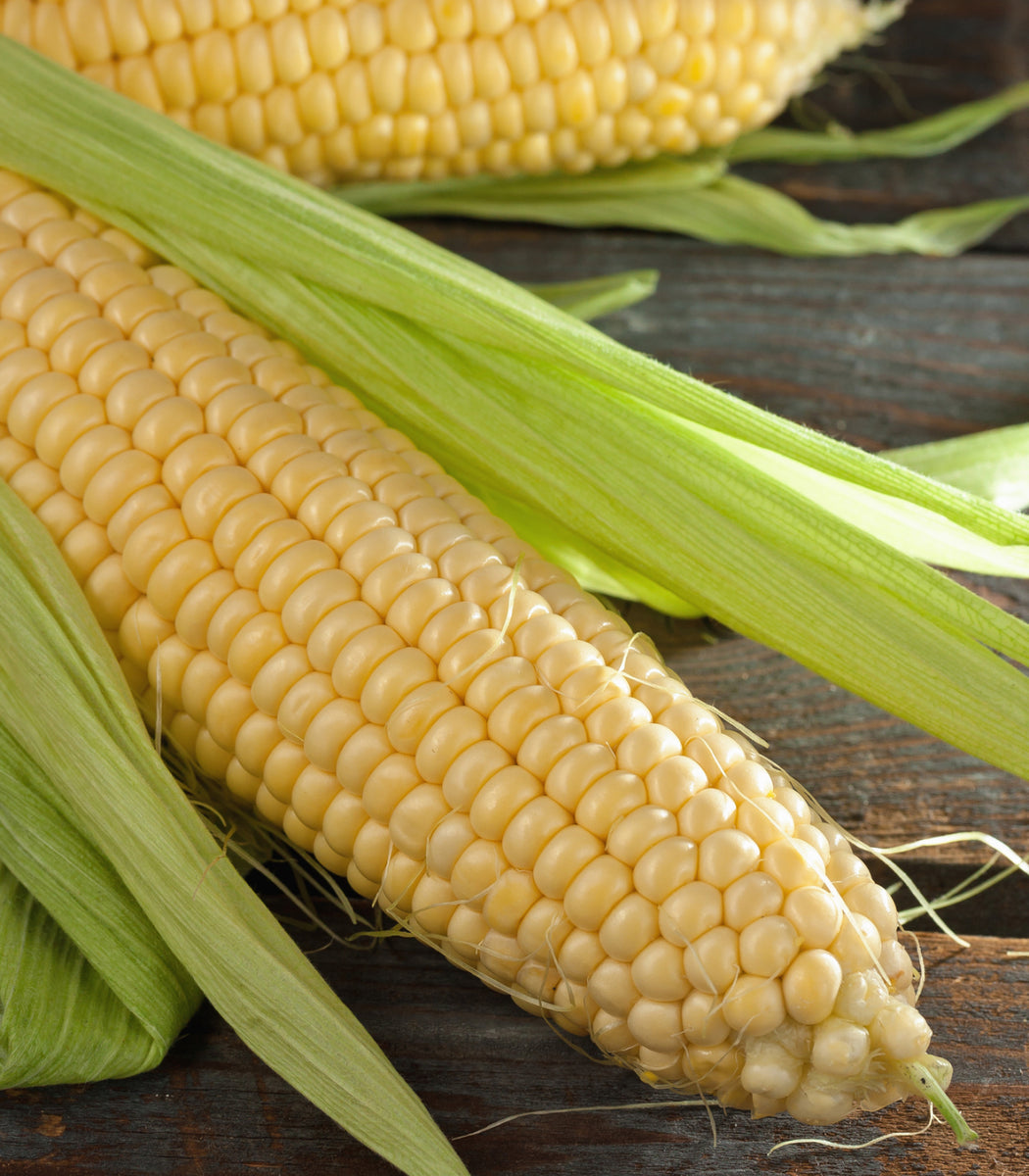Sweet Corn Sugar Buns 100 Seeds (Zea mays) Non GMO - Untreated Seed ...