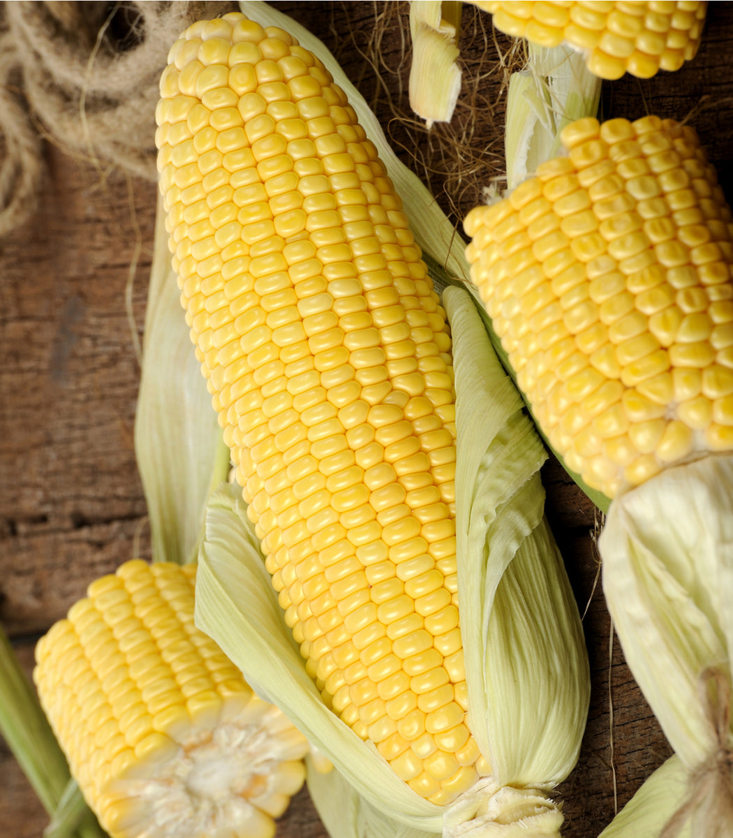 Sweet Corn Sugar Buns 100 Seeds (Zea mays) Non GMO - Untreated Seed ...