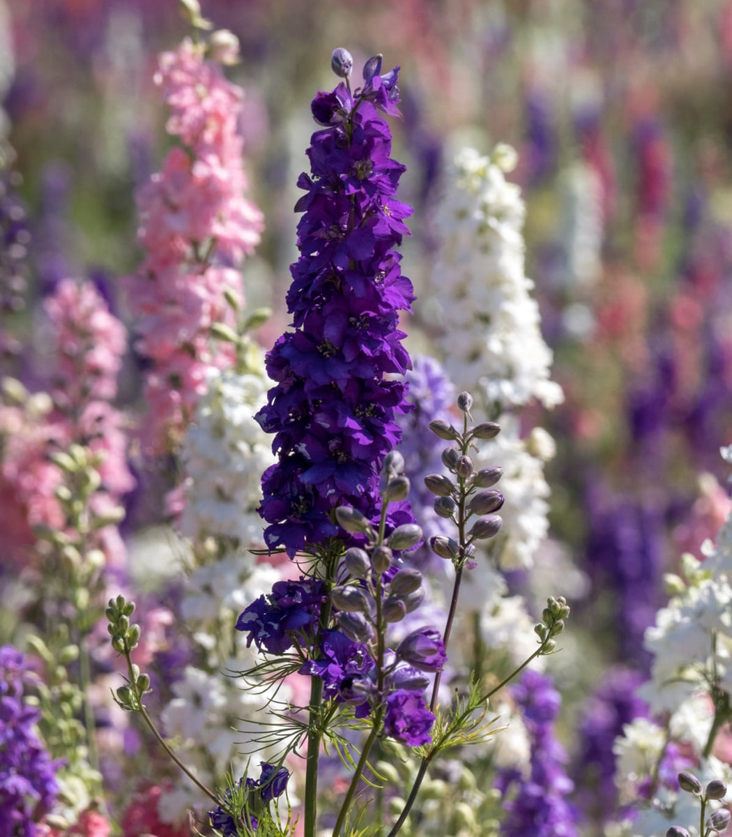Delphinium Giant Imperial Larkspur 275 Seeds (Delphinium consolida ...
