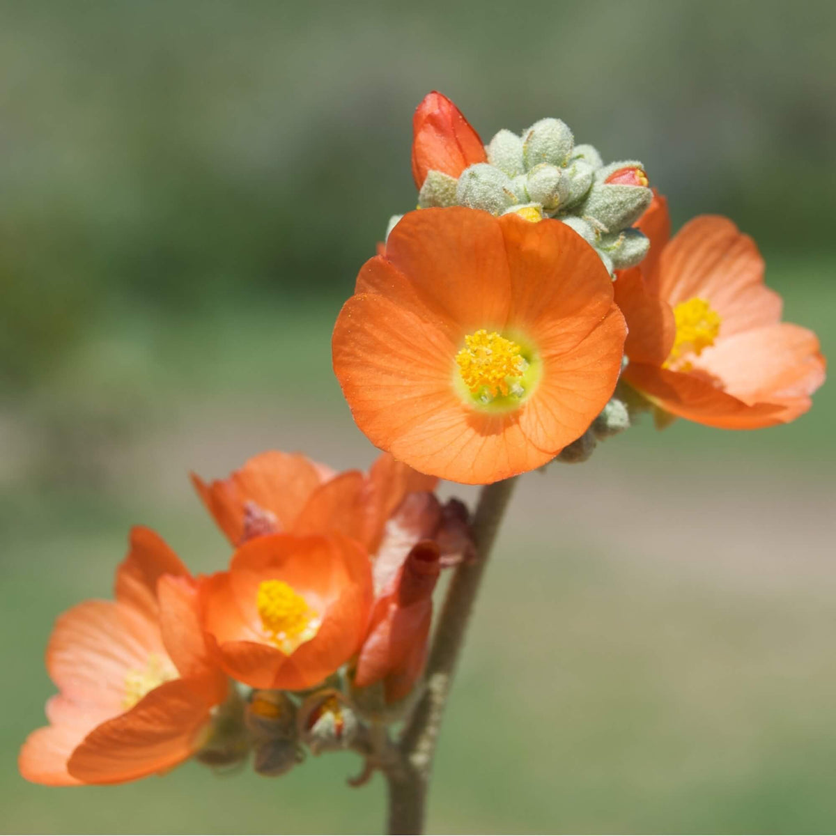 Globemallow Munro 1000 Seeds (Sphaeralcia munroana) Heirloom - Nat ...