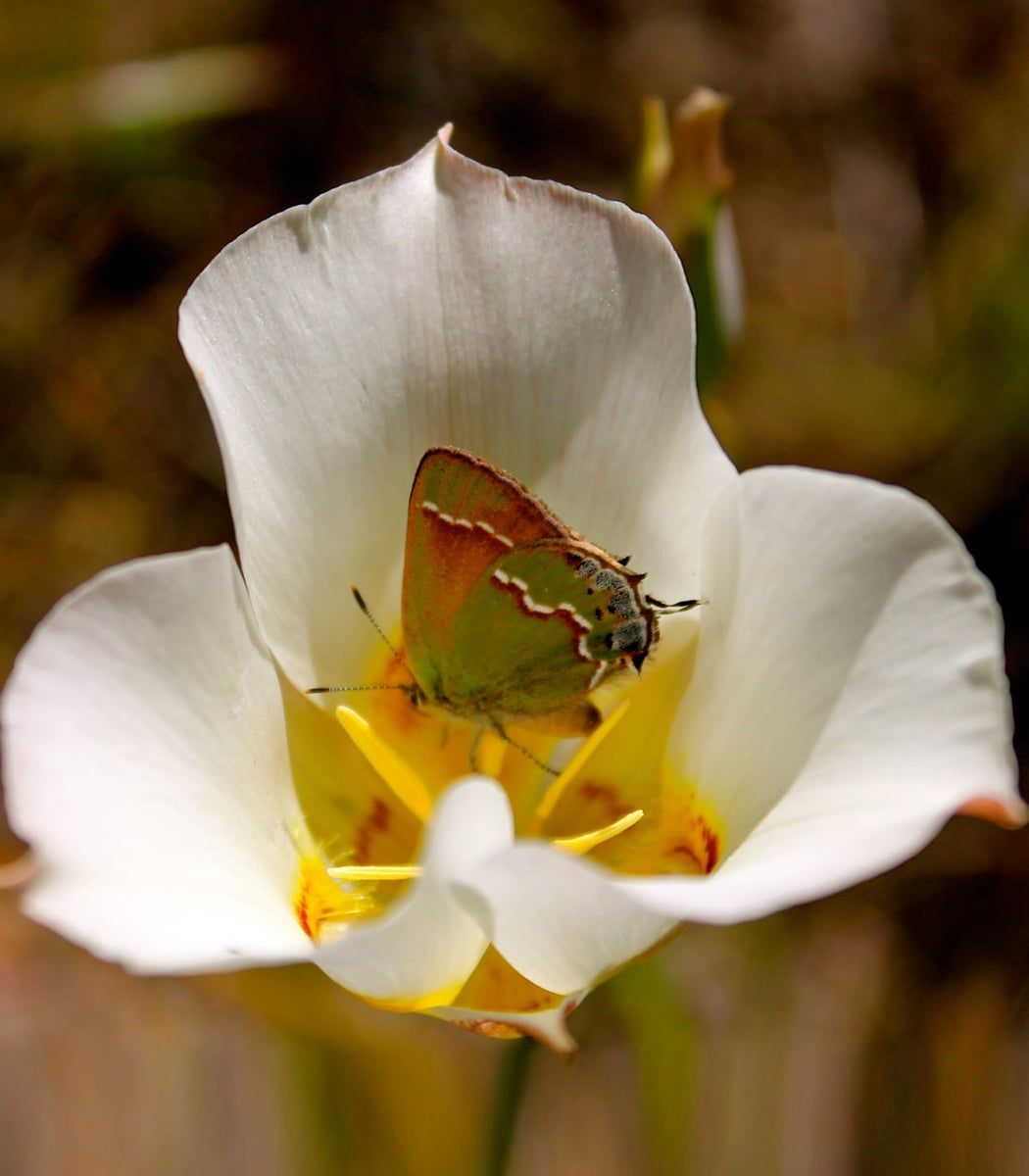 Sego Lily 25 Seeds (Calochortus nuttallii) Heirloom - Open Pollinated ...